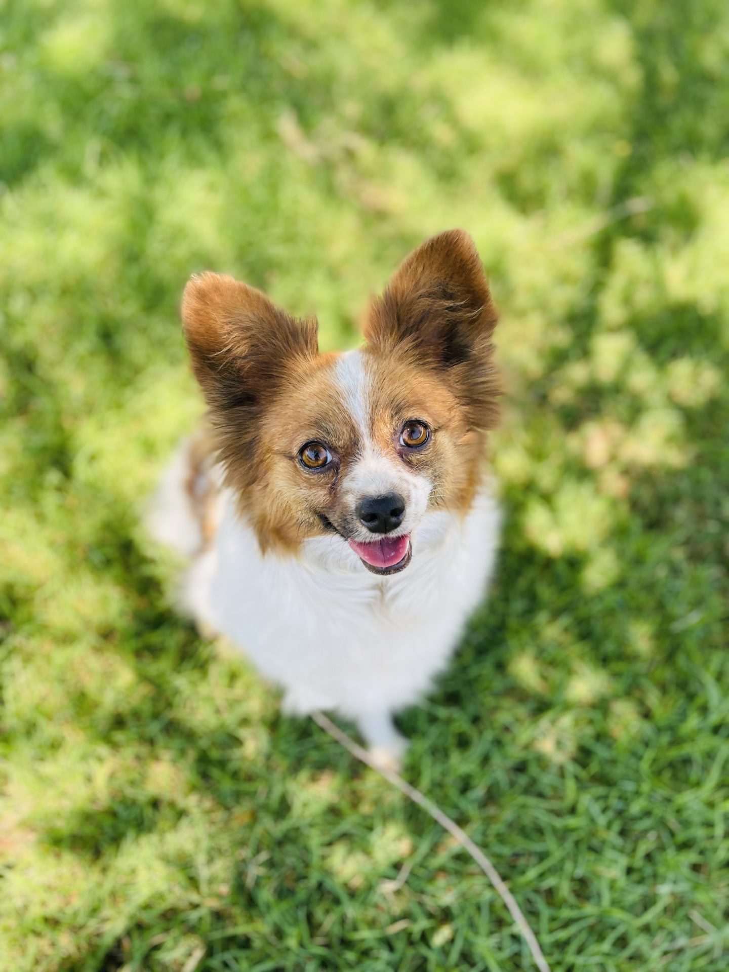 Celebrating 10 Dogs Rehomed Since June! – All Dogs Dream