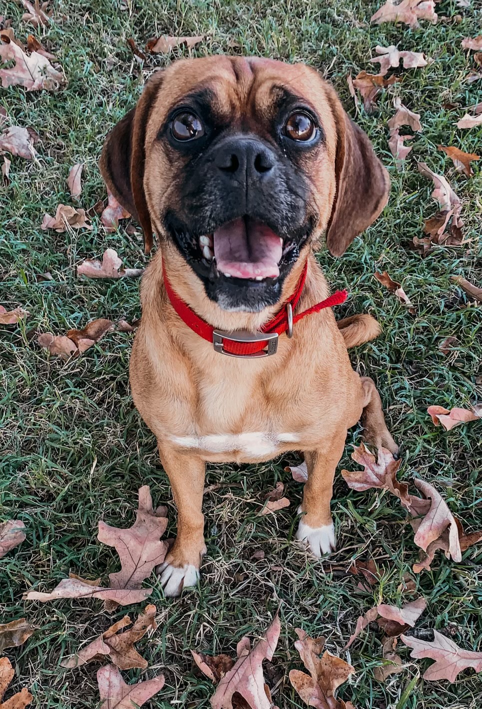 Meet Our Currently Available Dogs for Adoption – All Dogs Dream