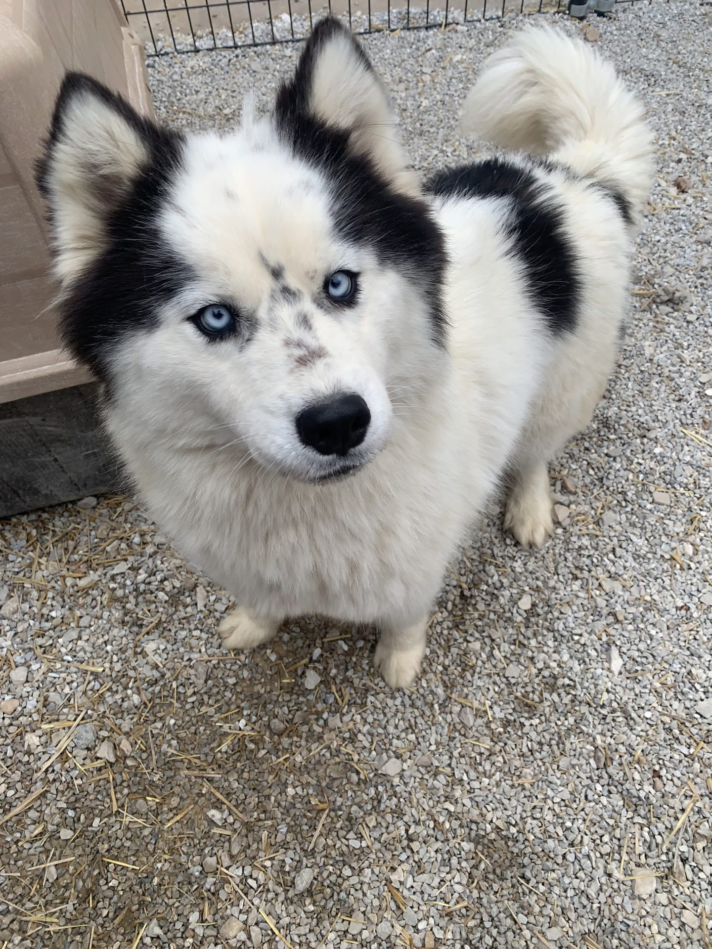 A Dog’s Dream – All Dogs Dream