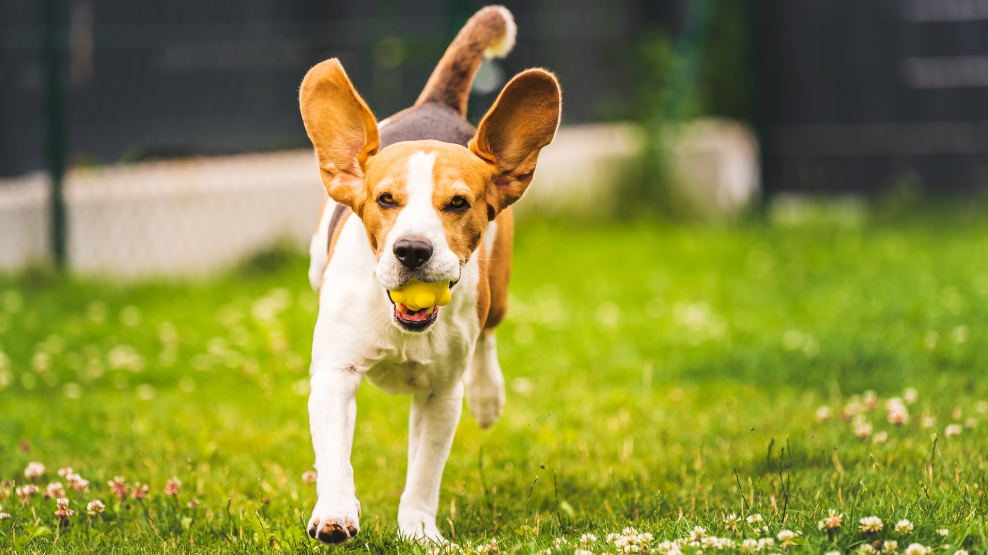All You Need To Know About Dog Boarding All Dogs Dream